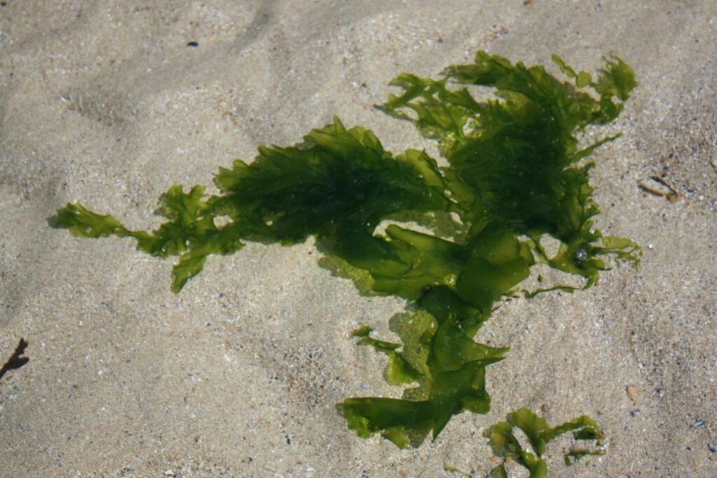 Why Marine Plant Extracts Are the Secret Sauce for Glowing Skin