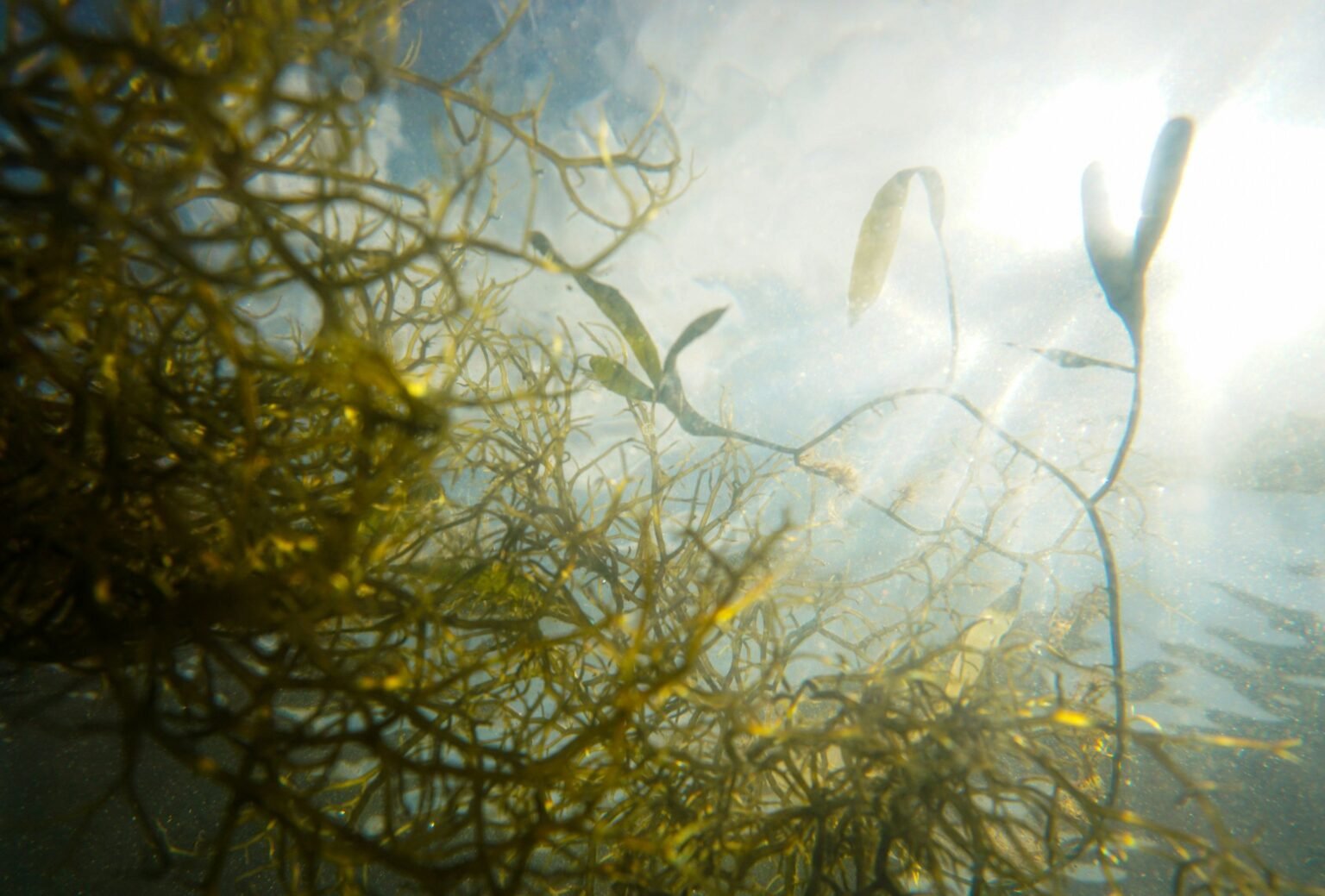 Why Herbal Marine Extracts Are Revolutionizing Organic Skincare (And No ...